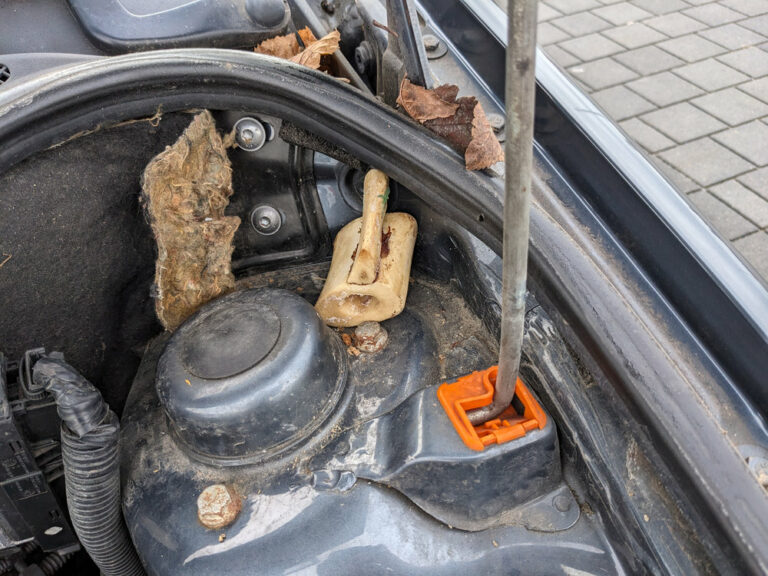 Marder im Auto: Federn und Knochen im Motorraum – AndyDunkel.net